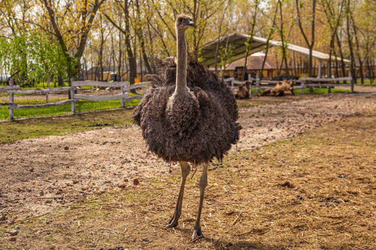 Strucc - Safari Park - Pusztaottlaka
