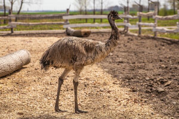 Emu - Safari Park - Pusztaottlaka